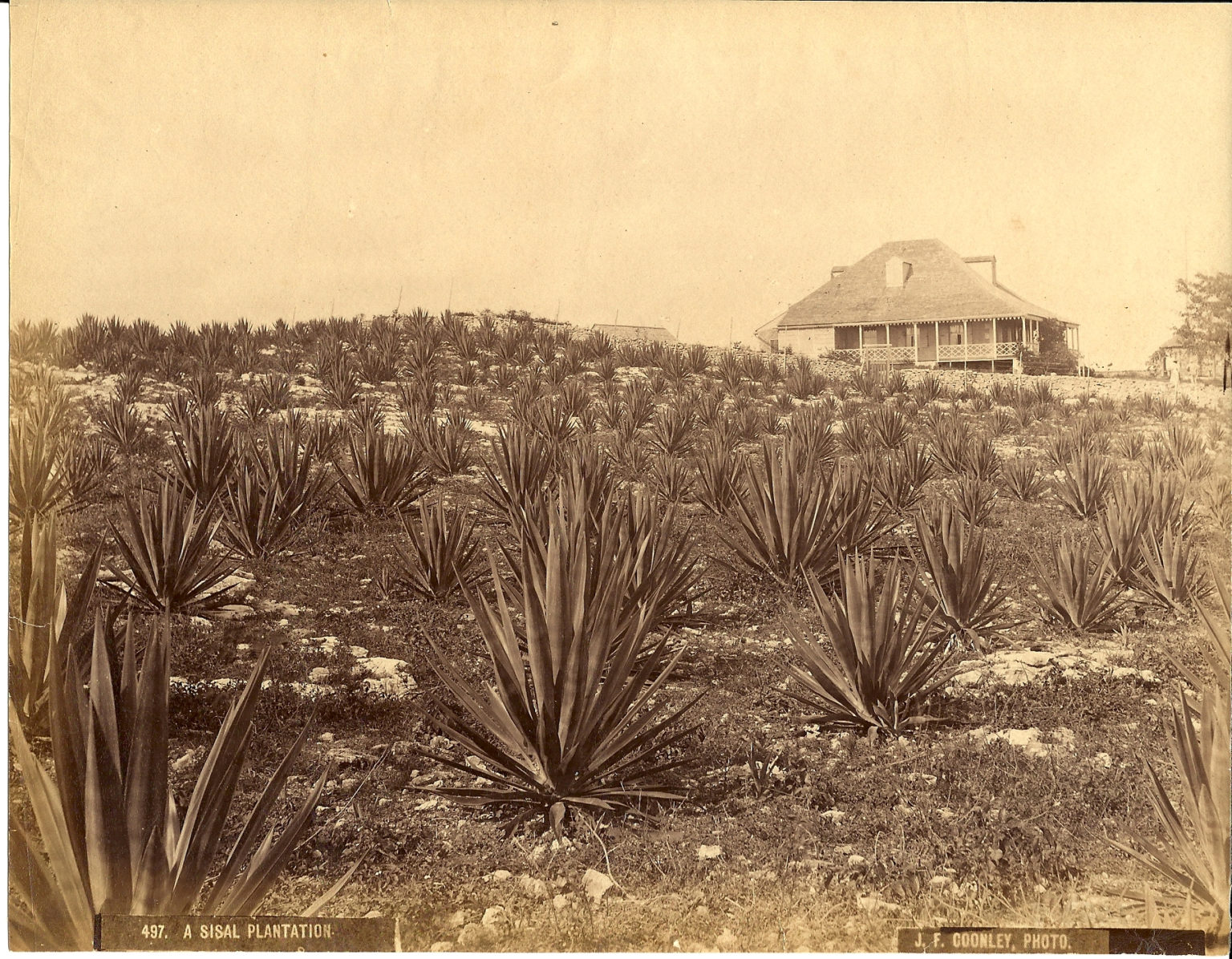 Collection - National Art Gallery of The Bahamas