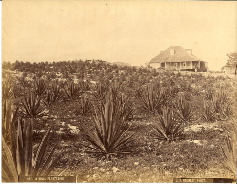 Collection - National Art Gallery of The Bahamas