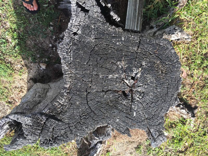 The Life and Death of Street Trees: Jenna Chaplin’s call to attention ...