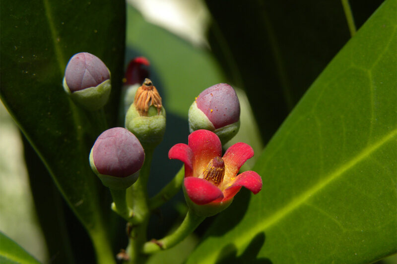 Cinnamon Bark Tree - National Art Gallery of The Bahamas