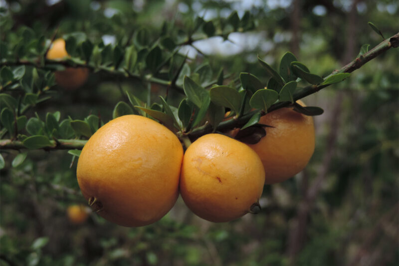 Prickly Apple – National Art Gallery of The Bahamas
