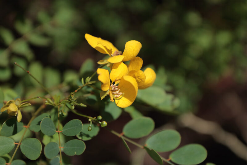 Twin Flower - National Art Gallery of The Bahamas